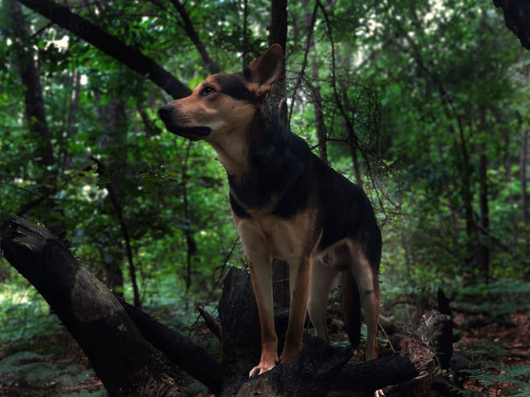 An In-Depth Guide to the German Shepherd Rottweiler Mix - K9 Web