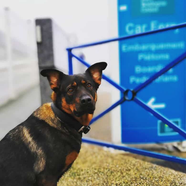 Una guía detallada de la mezcla de pastor alemán Rottweiler | Mont Blanc