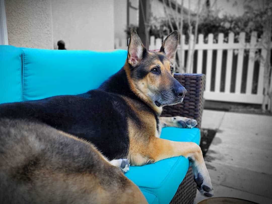 An In-Depth Guide to the German Shepherd Rottweiler Mix - K9 Web
