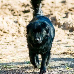 The Lowdown on the Lab Chow Mix: What You Need to Know - K9 Web