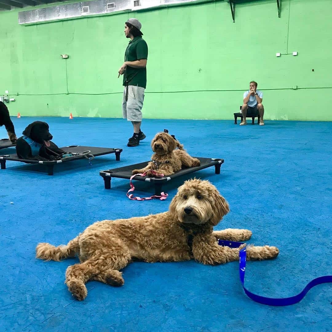 Is there a Miniature Goldendoodle? Yes, there is! - K9 Web