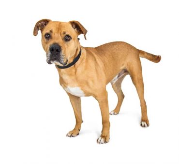 Pitbull Boxer Mix: The Truth About this Powerful Pooch - K9 Web