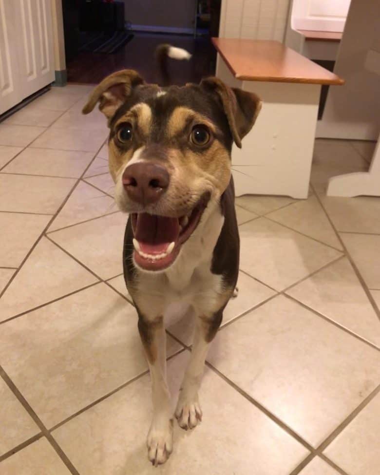 Pitbull Chihuahua Mix: Guide to Owning a Chipit Dog - K9 Web