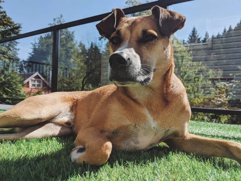 Pitbull Chihuahua Mix: Guide to Owning a Chipit Dog - K9 Web