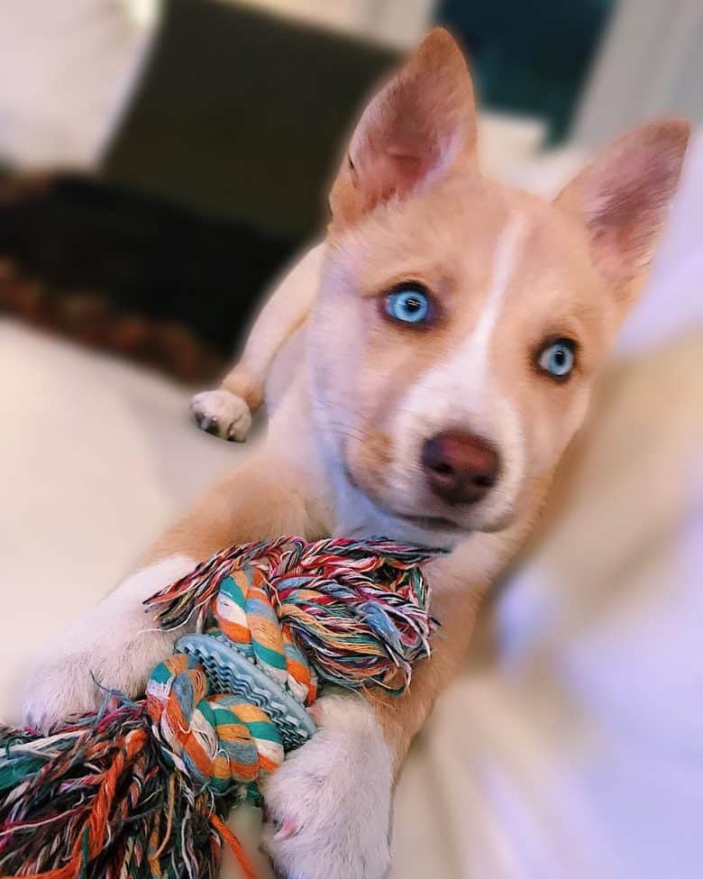 Pitbull Husky Mix: All You Need to Know About Pitsky Dog - K9 Web