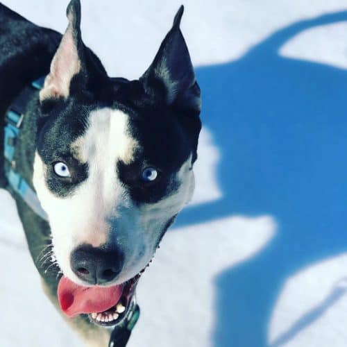Pitbull Husky Mix: All You Need to Know About Pitsky Dog - K9 Web