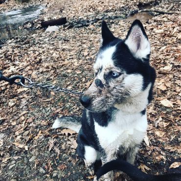 Pitbull Husky Mix: All You Need to Know About Pitsky Dog - K9 Web