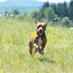 Pocket Pitbull: All You Need to Know About Miniature Pitbull - K9 Web
