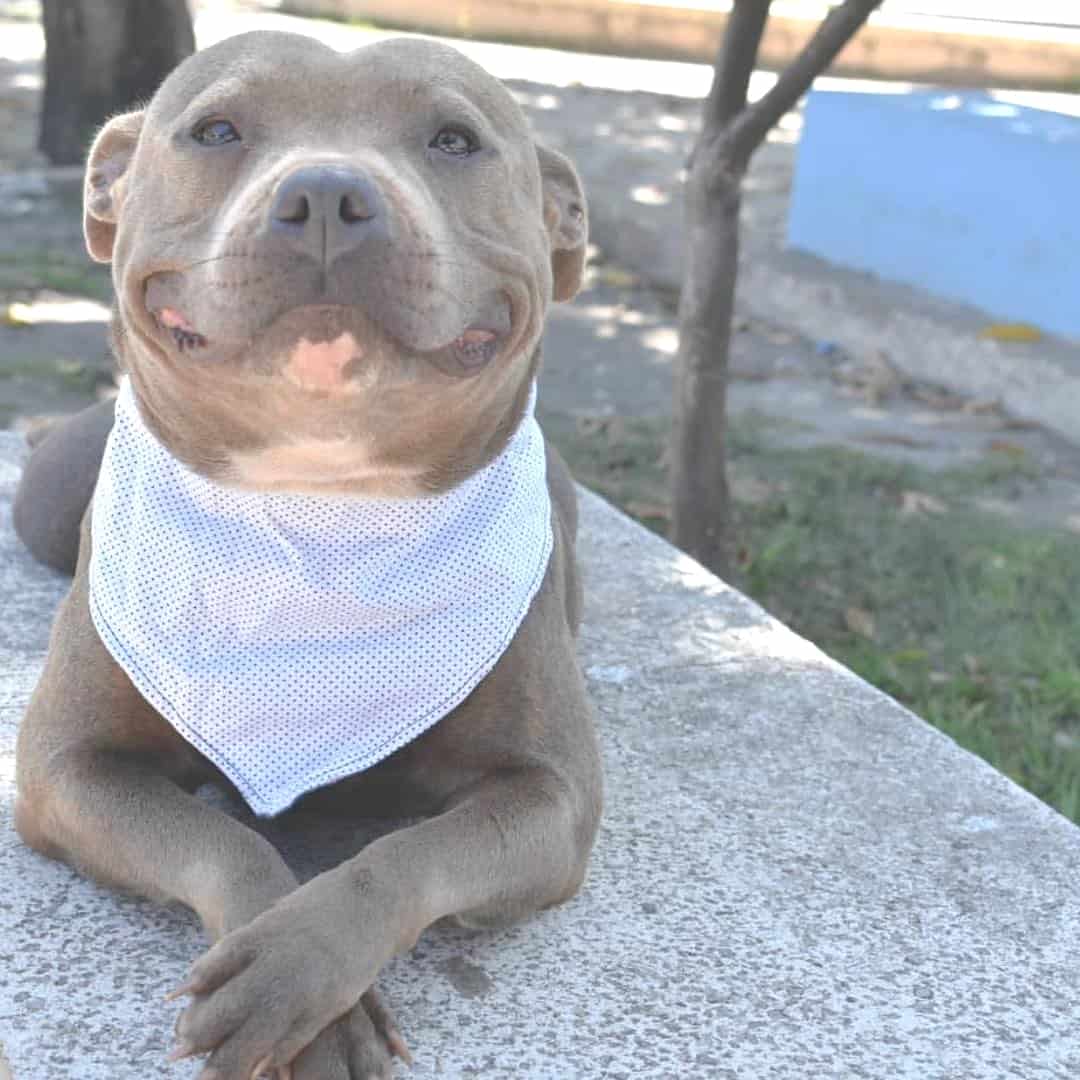 Pocket Pitbull: All You Need to Know About Miniature Pitbull - K9 Web