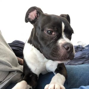 Pocket Pitbull: All You Need to Know About Miniature Pitbull - K9 Web