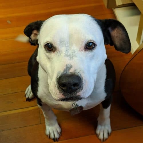 Pocket Pitbull: All You Need to Know About Miniature Pitbull - K9 Web