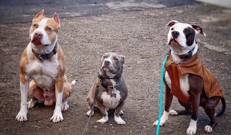 Pocket Pitbull: All You Need to Know About Miniature Pitbull - K9 Web
