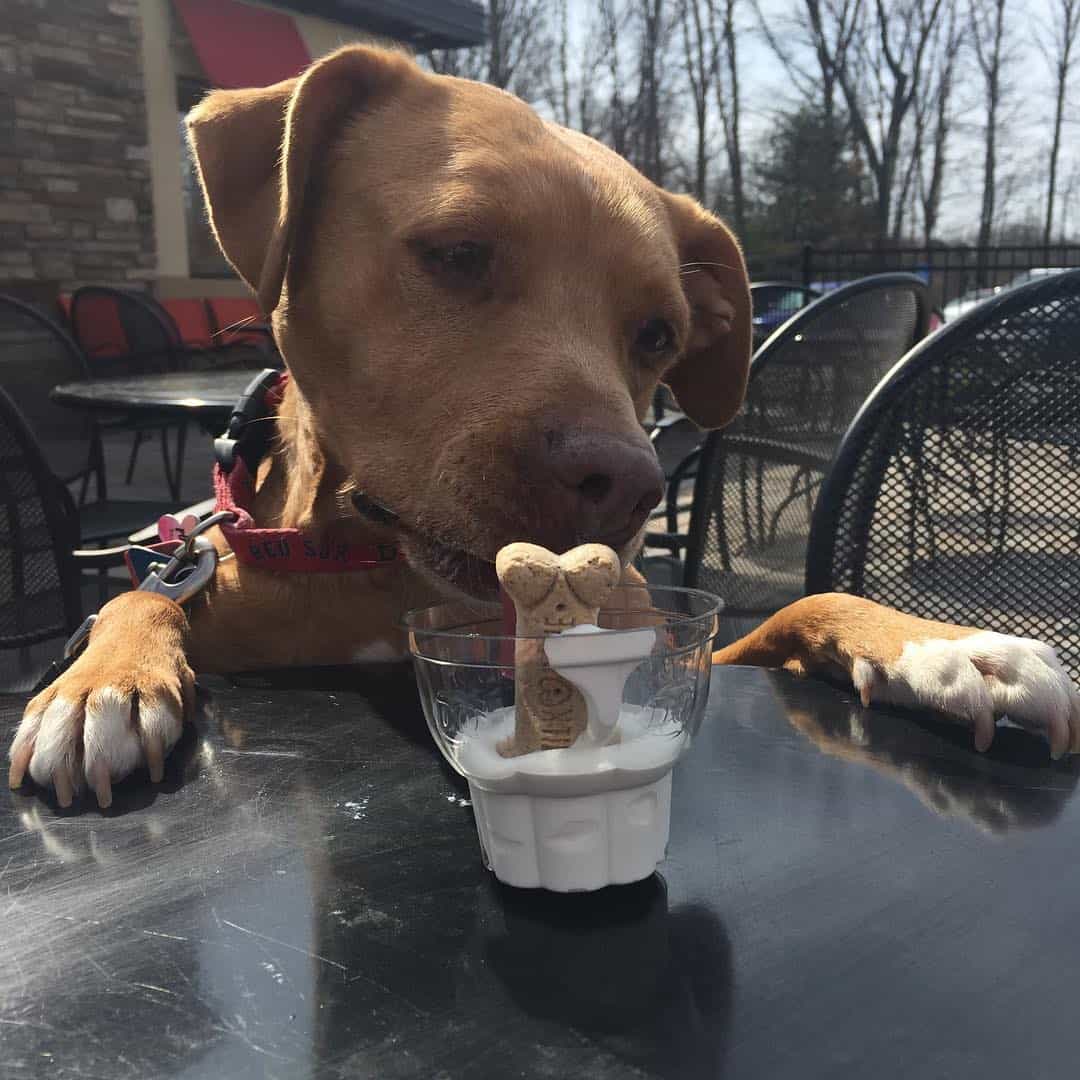 Pocket Pitbull: All You Need to Know About Miniature Pitbull - K9 Web