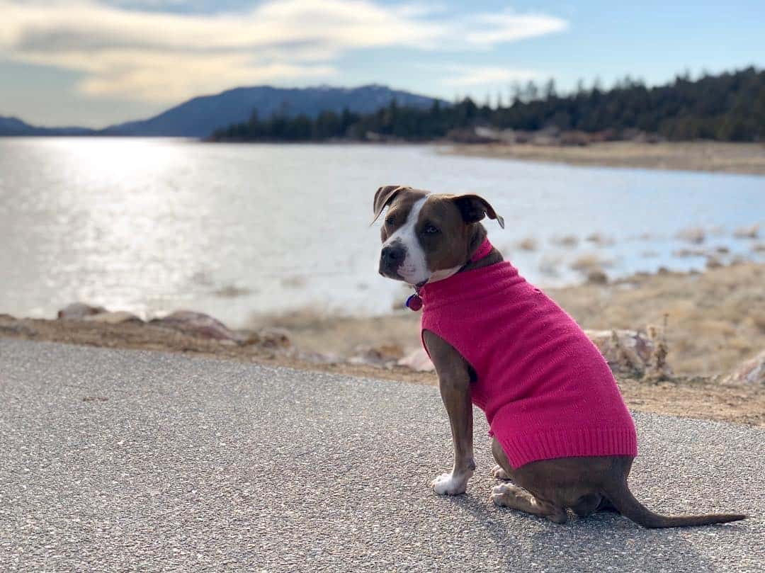 Pocket Pitbull: All You Need to Know About Miniature Pitbull - K9 Web