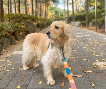 Mini Golden Retriever: Guide to Owning a Miniature Golden - K9 Web