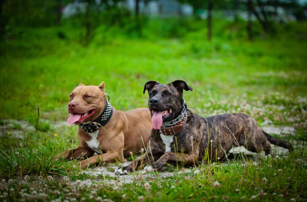 Rottweiler vs Pitbull: Which Makes a Better Family Pet? - K9 Web