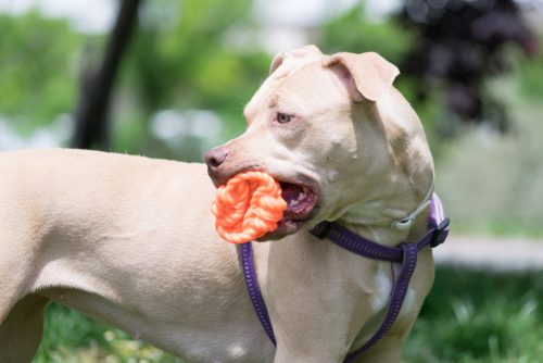 Pitbull Lab Mix: All You Need to Know about Lab Pit Crossbreed - K9 Web