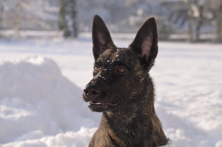 The German Shepherd: A Legendary Breed - K9 Web