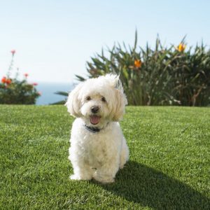 Top Questions about the Shih Poo - K9 Web