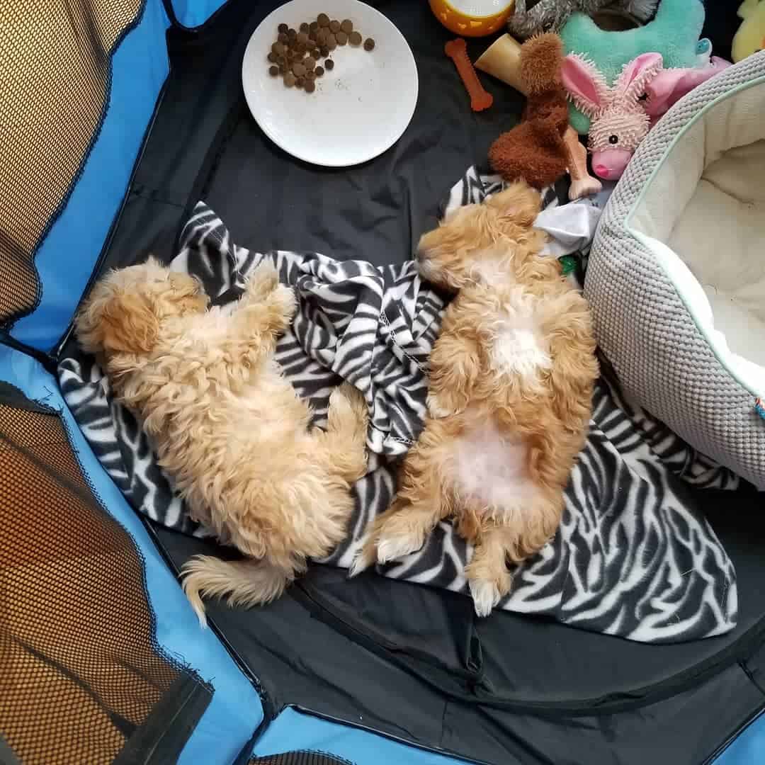 Top Questions about the Shih Poo - K9 Web