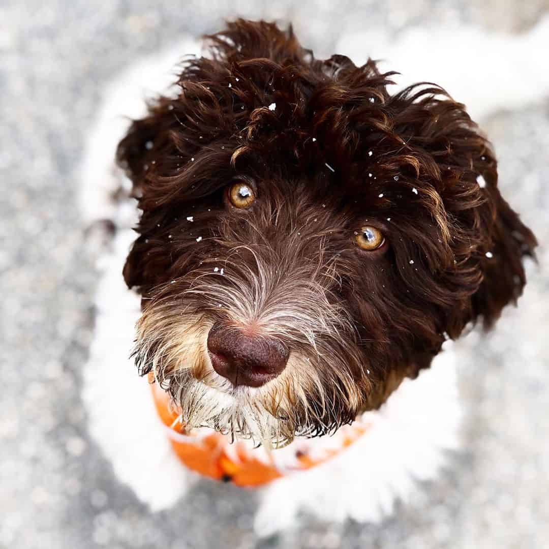 Australian Labradoodle: The Complete Dog Breed Guide - K9 Web