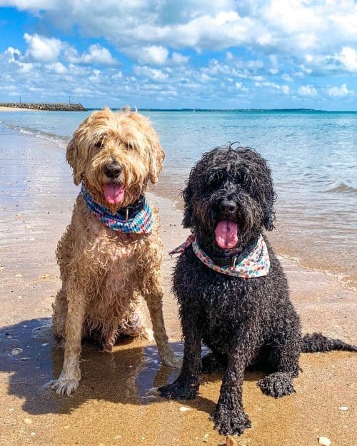 Australian Labradoodle: The Complete Dog Breed Guide - K9 Web