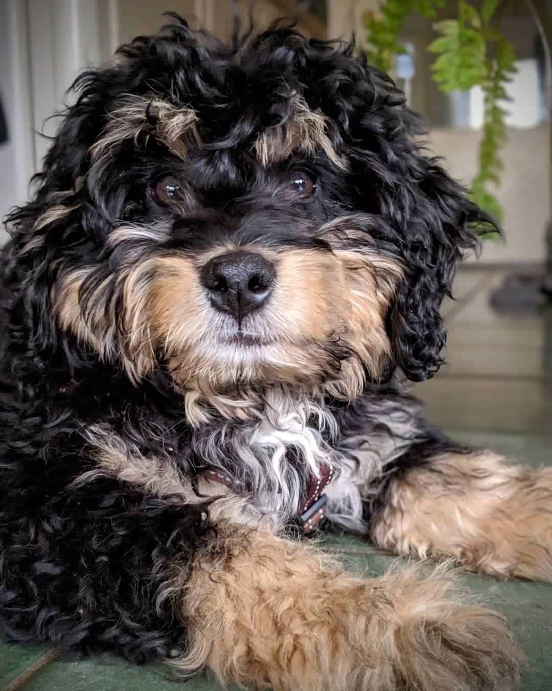 Bernedoodle: Guide to Owning a Bernese Mountain Poodle Mix - K9 Web