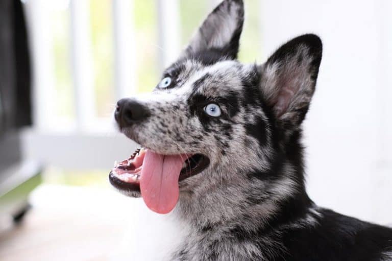 The Pomsky, A Triple-A Crossbreed: Adorable, Active, and Adaptable - K9 Web