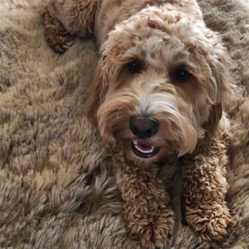 Cockapoo Dog: Guide to Owning a Cocker Spaniel Poodle Mix - K9 Web