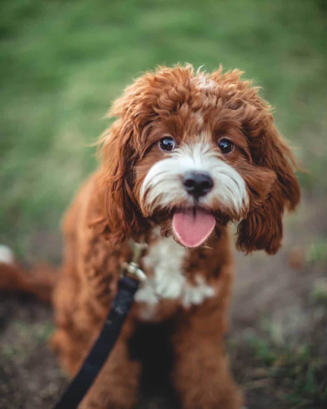 Cockapoo Dog: Guide to Owning a Cocker Spaniel Poodle Mix - K9 Web