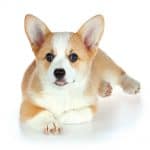 All About the Adorable Corgi - K9 Web