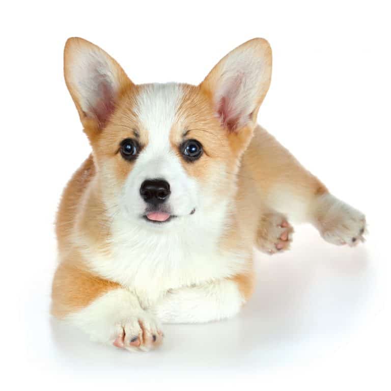 All About the Adorable Corgi - K9 Web