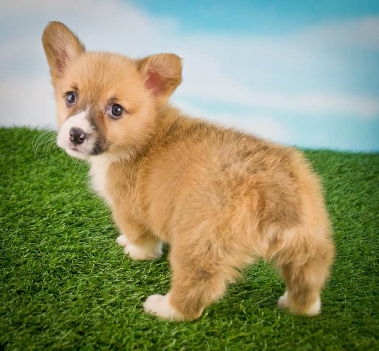All About the Adorable Corgi - K9 Web