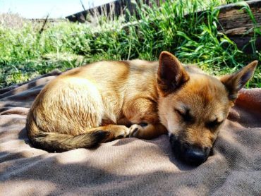 Your Complete Guide on the Adorable Corgi German Shepherd Mix - K9 Web