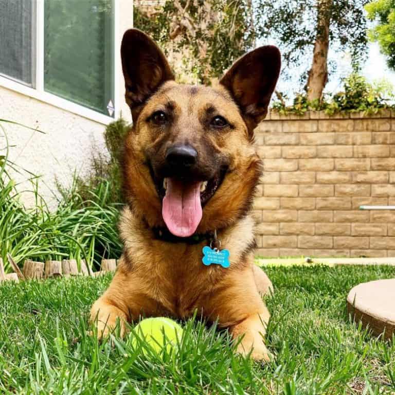 Your Complete Guide on the Adorable Corgi German Shepherd Mix - K9 Web