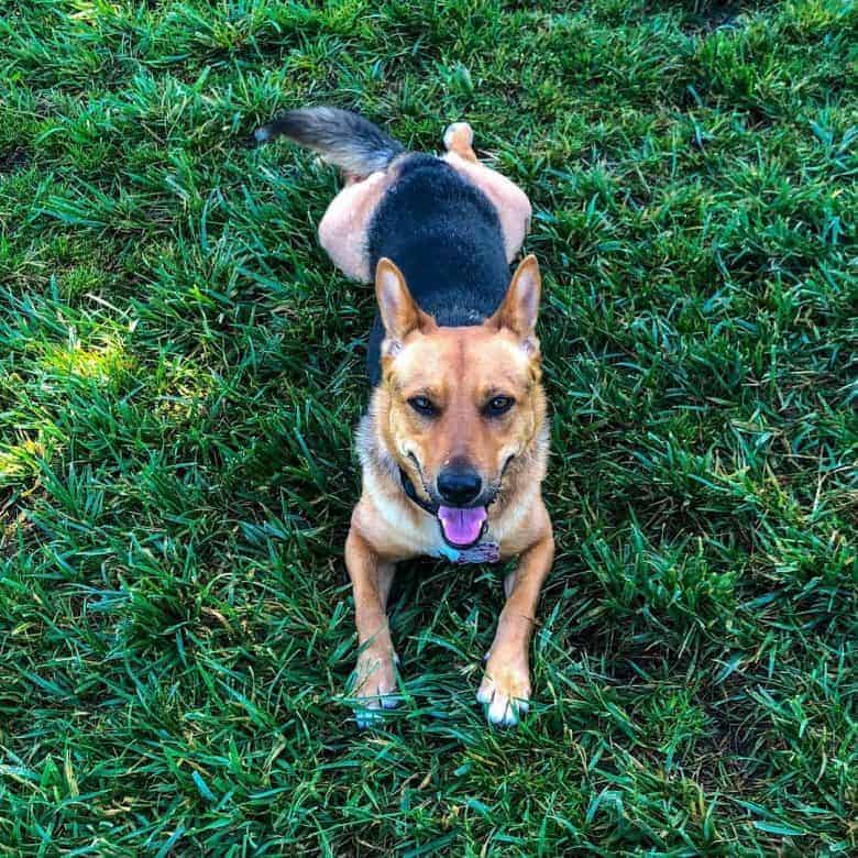 Your Complete Guide on the Adorable Corgi German Shepherd Mix - K9 Web