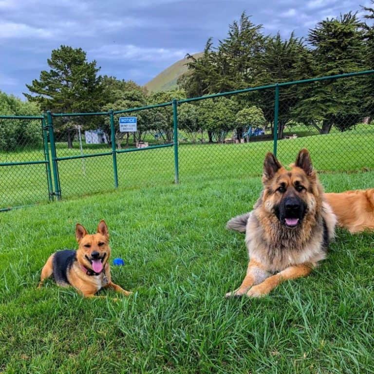 Your Complete Guide on the Adorable Corgi German Shepherd Mix - K9 Web