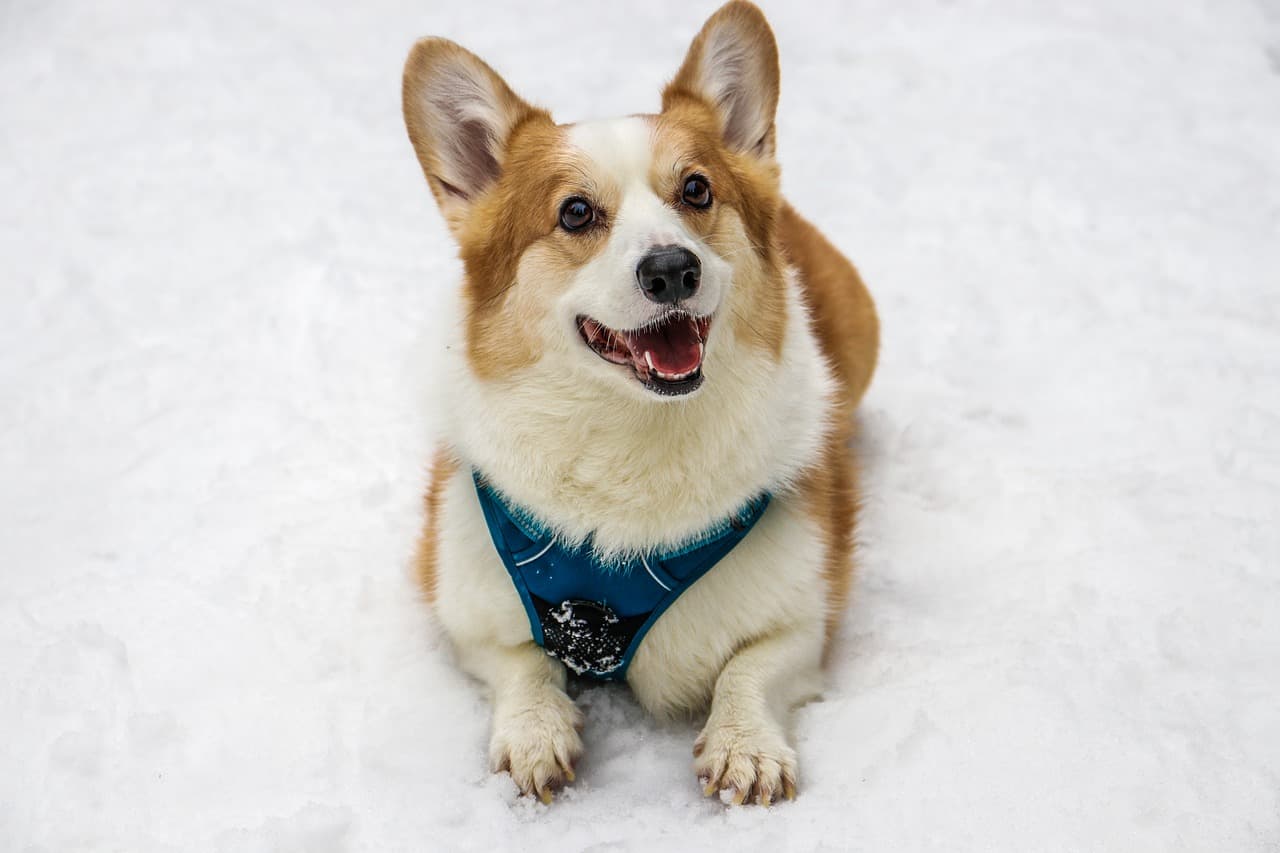 All About the Adorable Corgi - K9 Web