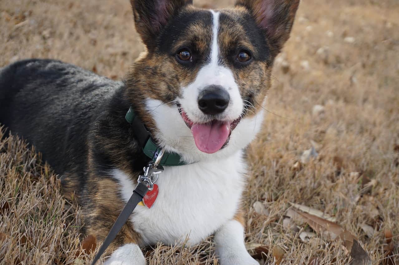 All About the Adorable Corgi - K9 Web
