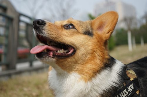 All About the Adorable Corgi - K9 Web
