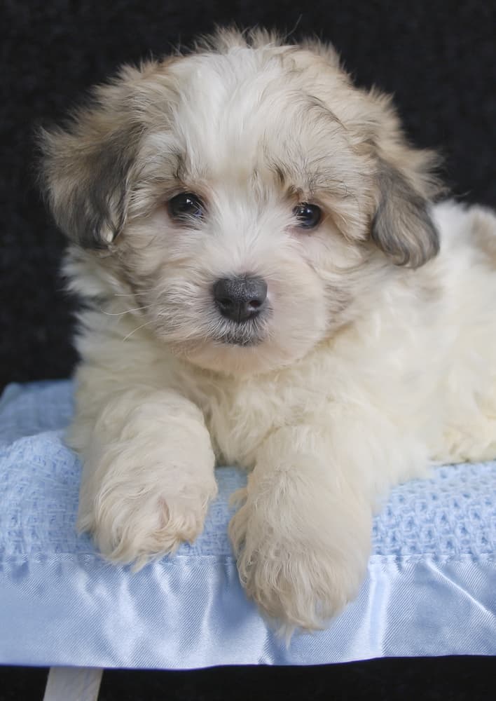 Maltipoo Dog: Guide to Owning a Maltese Poodle Mix - K9 Web