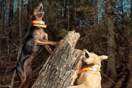 Mountain Cur 101: The Perfect Dog For the Adventurous and Outdoor ...