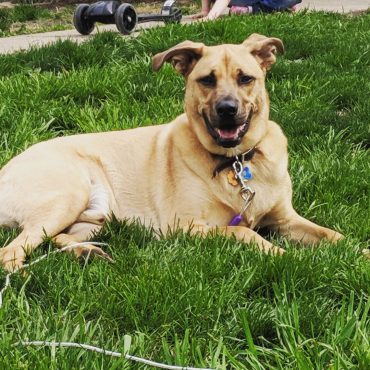Mountain Cur 101: The Perfect Dog For the Adventurous and Outdoor ...