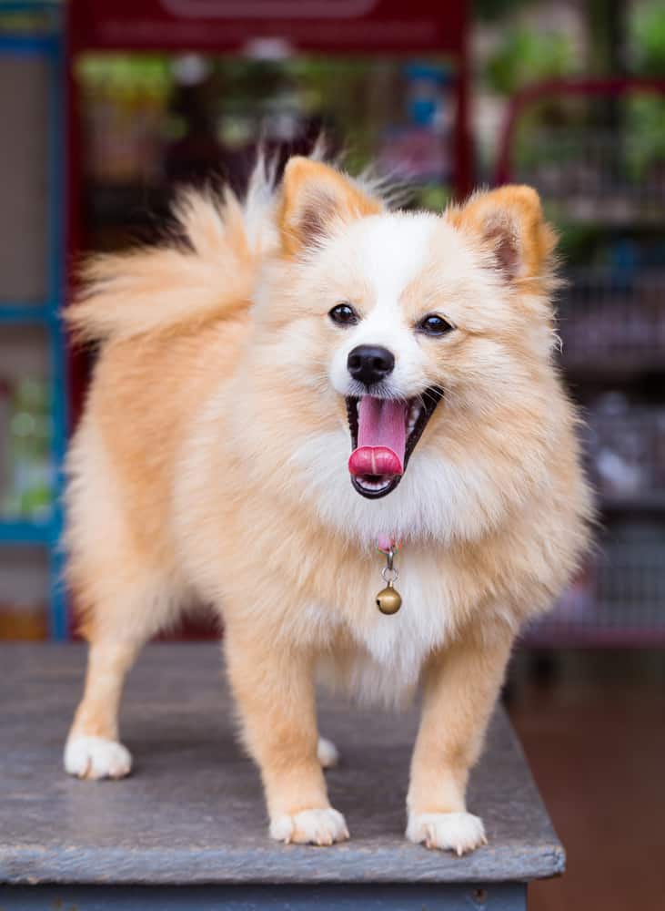 Pomchi Dog: Guide to Owning a Pomeranian Chihuahua Mix - K9 Web