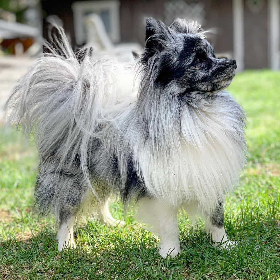 Pomchi Dog: Guide to Owning a Pomeranian Chihuahua Mix - K9 Web