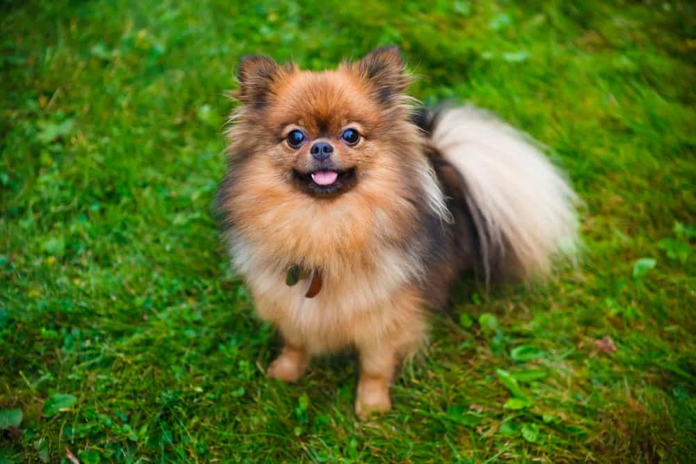 Pomchi Dog: Guide to Owning a Pomeranian Chihuahua Mix - K9 Web