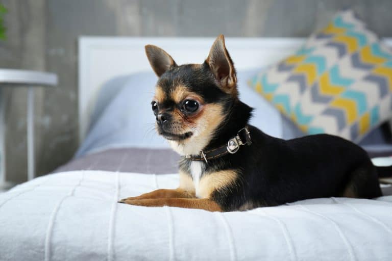 Pomchi Dog: Guide to Owning a Pomeranian Chihuahua Mix - K9 Web