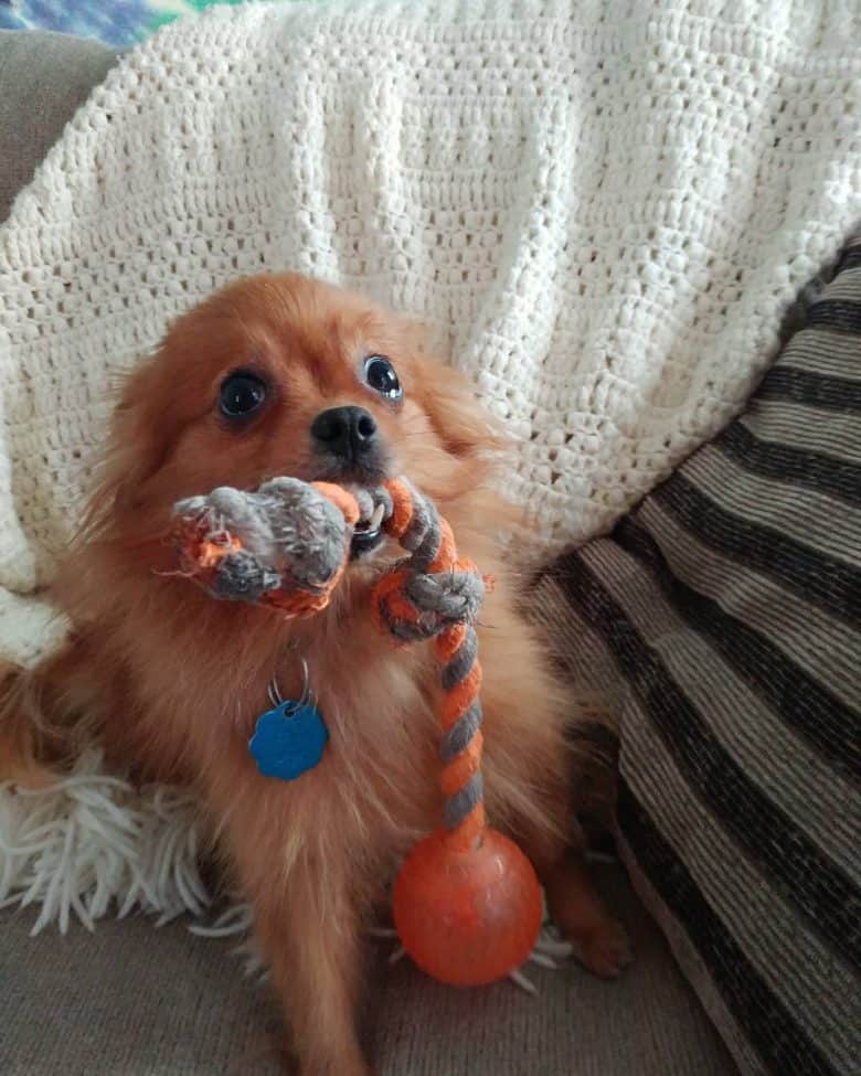 Pomchi Dog: Guide to Owning a Pomeranian Chihuahua Mix - K9 Web
