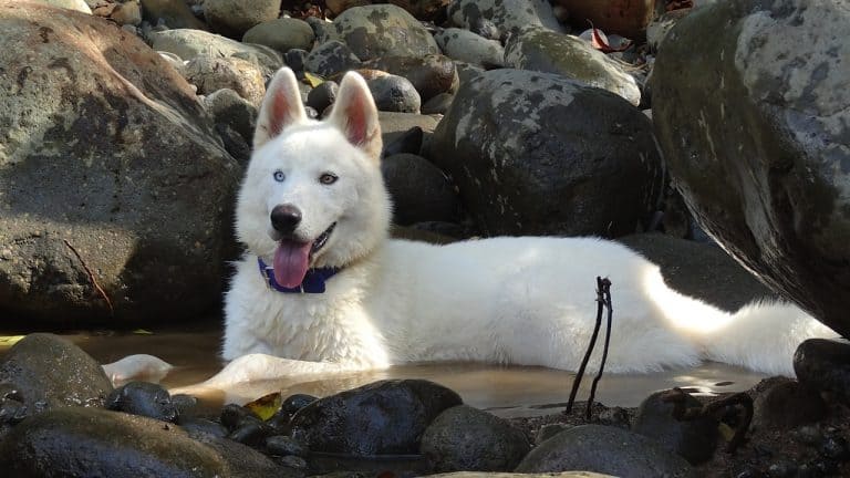 The Charms of the Unique White Husky - K9 Web