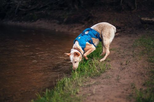Red Heeler: The Complete Dog Breed Guide - K9 Web